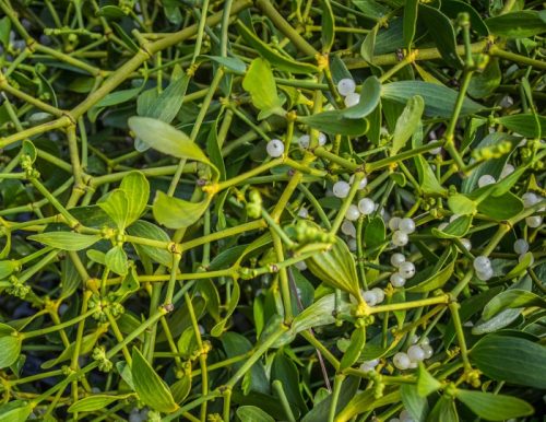 The History of Mistletoe - The Kissing Plant - Kissing Balls, Sprigs & Love