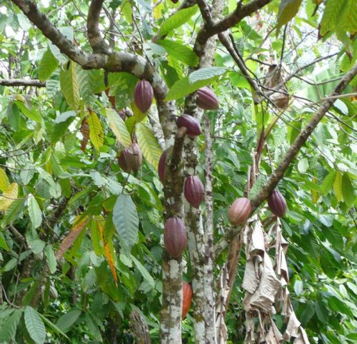 National Bittersweet Chocolate Day - January 10
