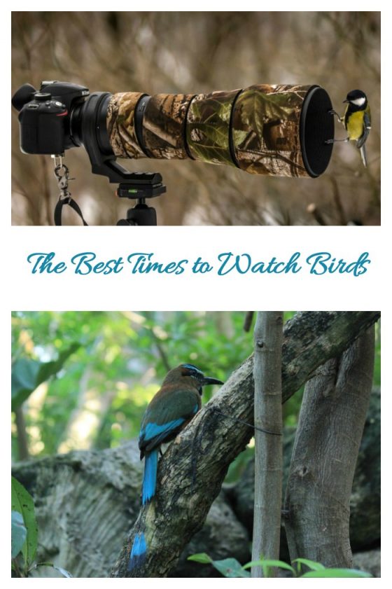 Go Birding Day - Fun Facts, Birding Activities and Times to Find Birds