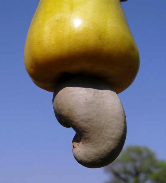 National Chocolate Covered Cashews Day - Fun Facts and Recipes