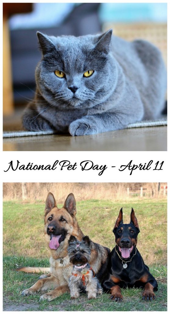 National Pet Day - April 11 -Time to Bond with your Furry Friend.