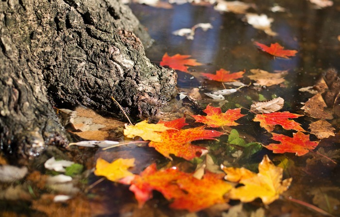 November Falling Leaves