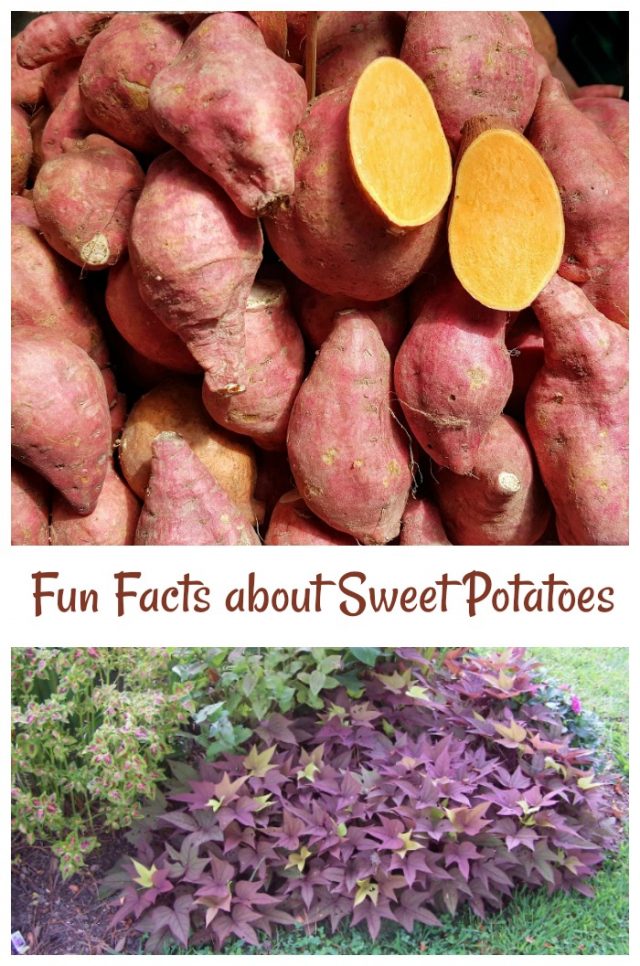 Sweet Potato Day (Also known as National Tater Day)