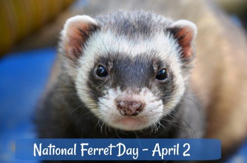 National Ferret Day - April 2 - Unusual Animals
