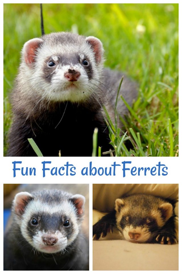 National Ferret Day - April 2 - Unusual Animals