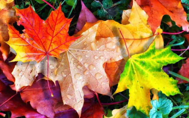 What are the November National Days? - Get the List to Find Out!