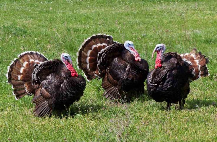 What are the November National Days? - Get the List to Find Out!