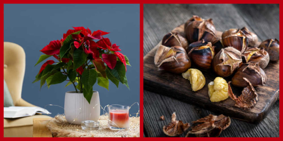 What are the National Days of December? - Find Out With Our List!