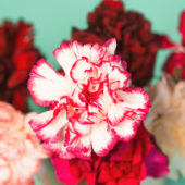 National Carnation Day - Facts About Carnations and History of the Day