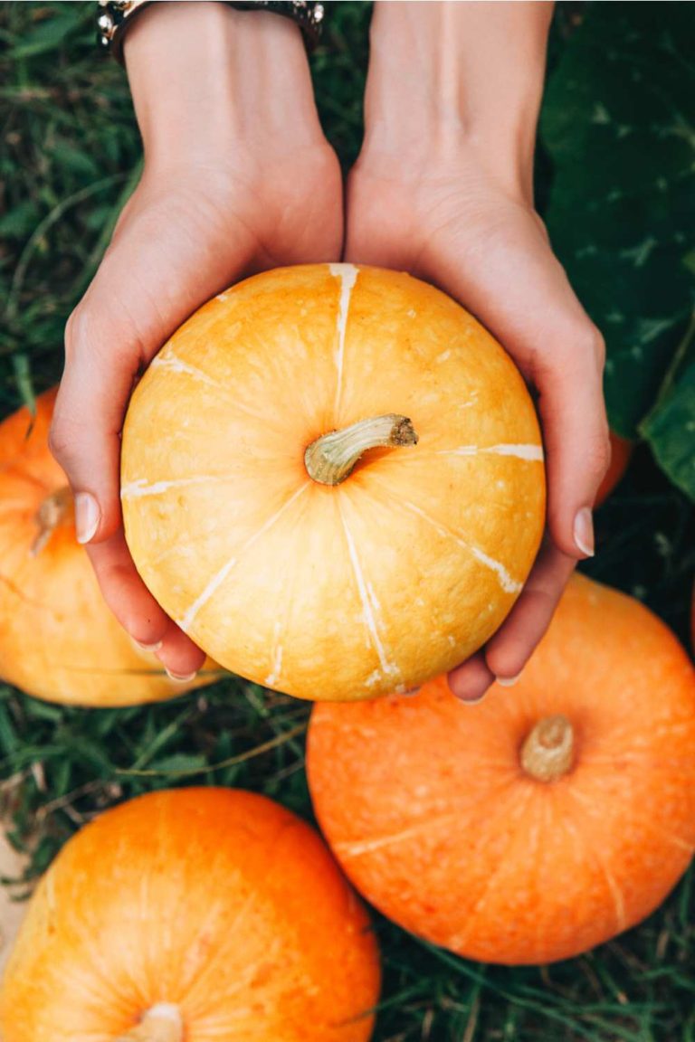 15+ Interesting Facts About Pumpkins to Celebrate Carve a Pumpkin Day