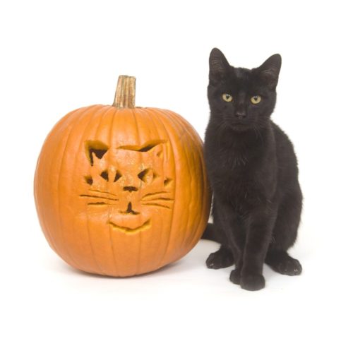 Cat Pumpkin Carvings - Photos, Ideas & Tips to Carve Cat Jack o Lanterns