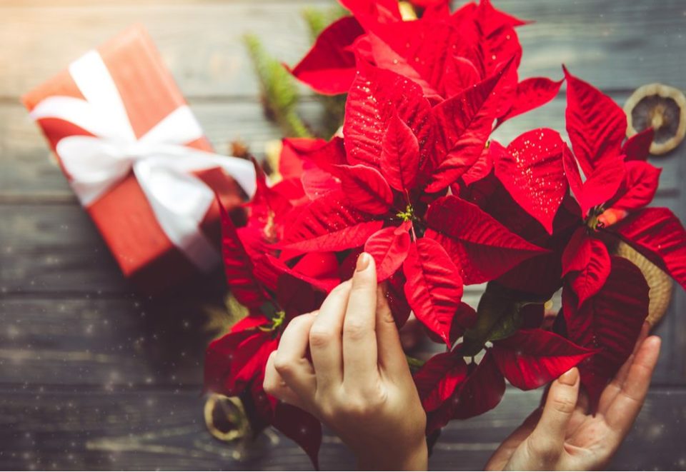 National Poinsettia Day - Poinsettia Colors, Symbolism, Facts & more!