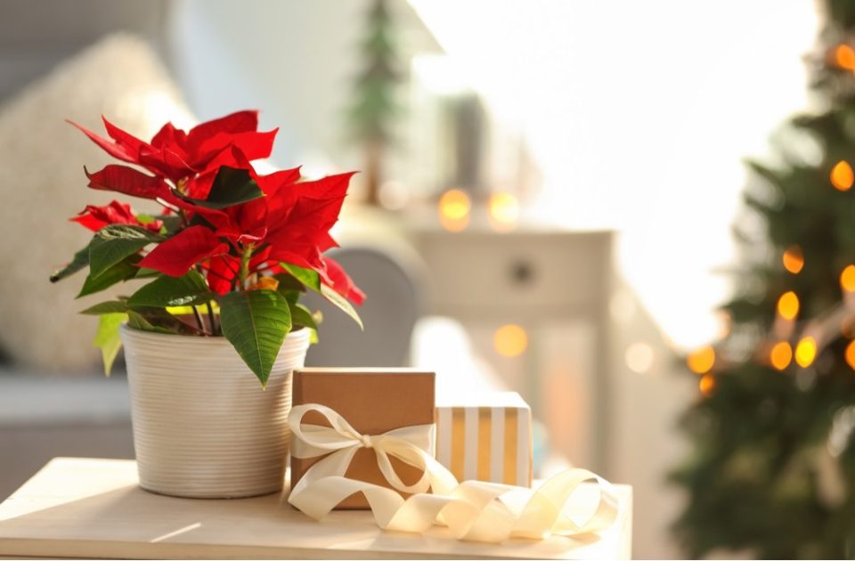 National Poinsettia Day - Poinsettia Colors, Symbolism, Facts & more!