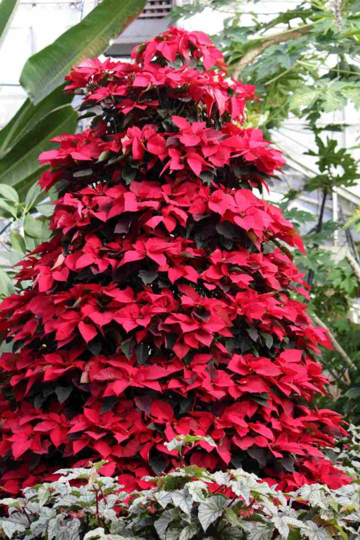 Facts About Poinsettias - Learn the Poinsettia Meaning, History, Origin