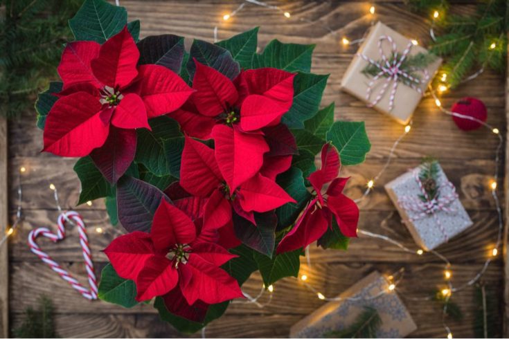 National Poinsettia Day - Poinsettia Colors, Symbolism, Facts & more!
