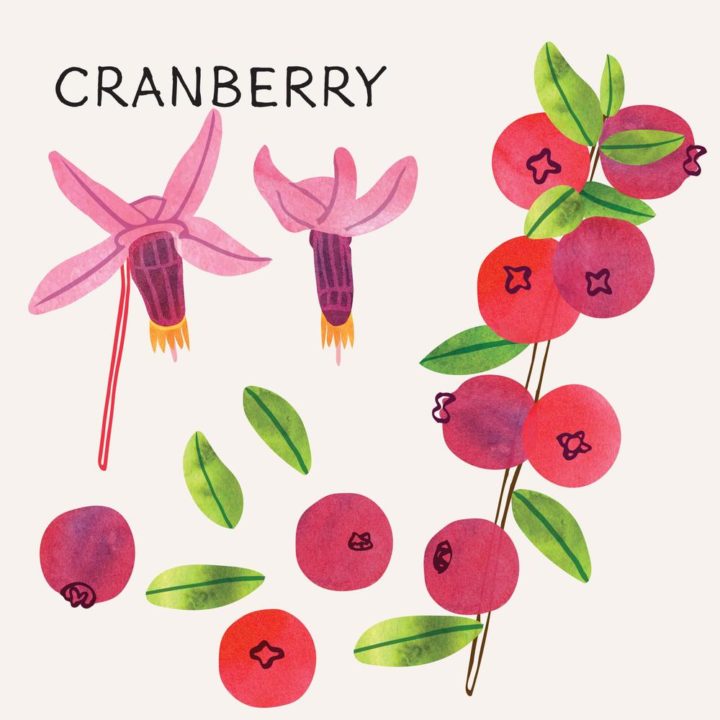 25+ Cranberry Facts - Interesting History, Trivia & Facts About Cranberries