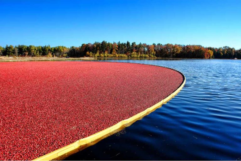 25+ Cranberry Facts - Interesting History, Trivia & Facts About Cranberries