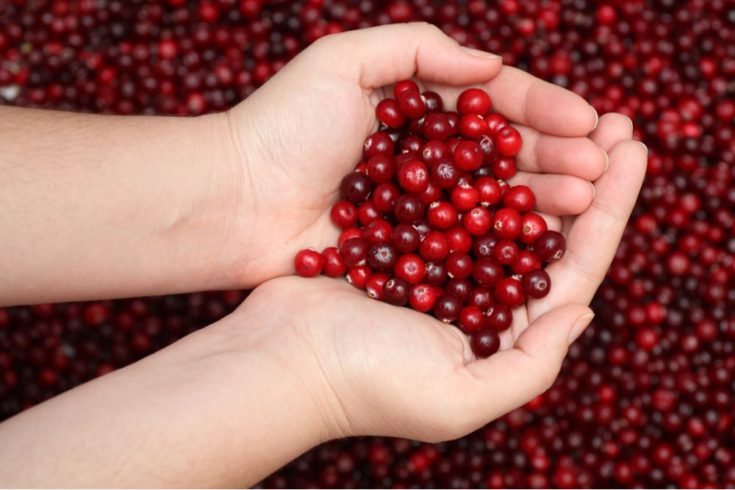 25+ Cranberry Facts - Interesting History, Trivia & Facts About Cranberries