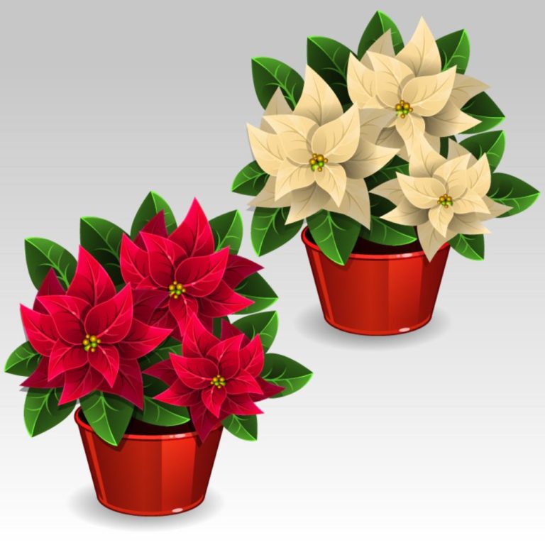 National Poinsettia Day - Poinsettia Colors, Symbolism, Facts & more!