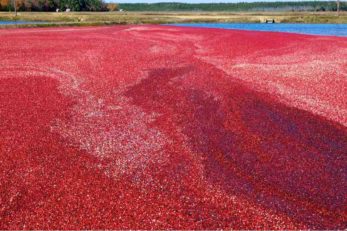 25+ Cranberry Facts - Interesting History, Trivia & Facts About Cranberries