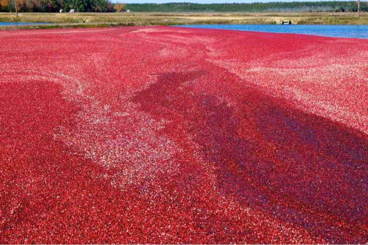 25+ Cranberry Facts - Interesting History, Trivia & Facts About Cranberries