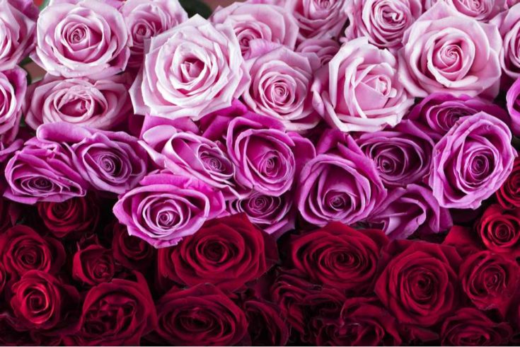 Valentine's Day Colors - What Red, White & Pink Mean on Valentine's Day