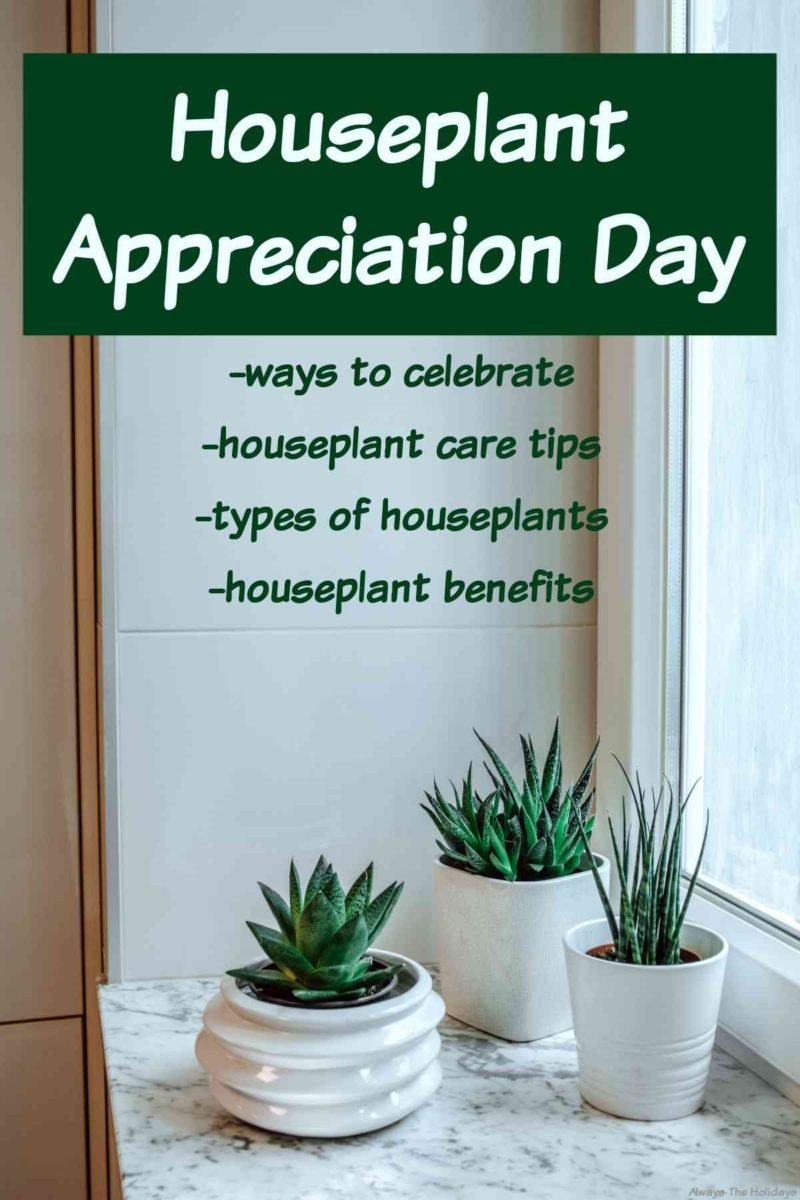 Celebrate Houseplant Appreciation Day with Houseplant Care Tips