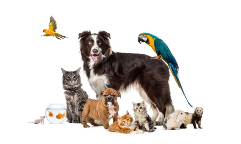 Learn 30+ Fun Facts about Pets for National Love Your Pet Day
